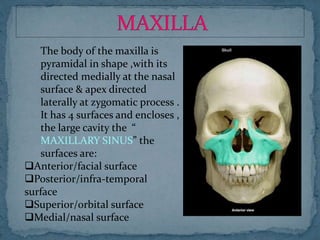 SURGICAL ANATOMY OF MID FACE.pptx