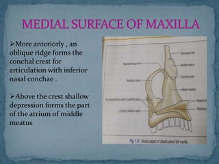 SURGICAL ANATOMY OF MID FACE.pptx