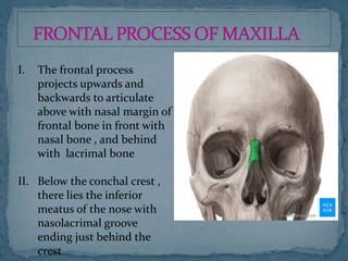 SURGICAL ANATOMY OF MID FACE.pptx