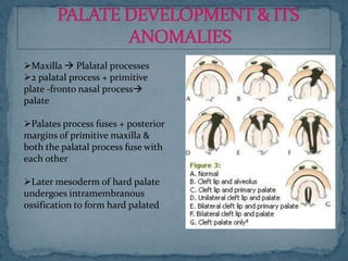 SURGICAL ANATOMY OF MID FACE.pptx