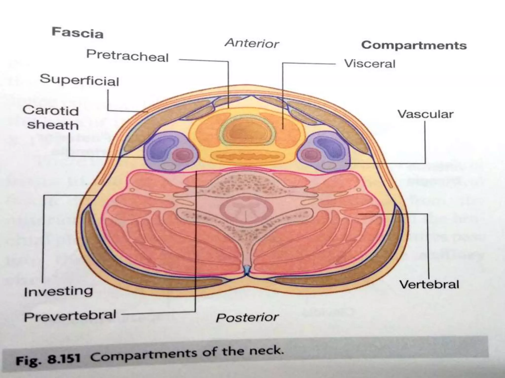 Surgical anatomy of neck | PPTX