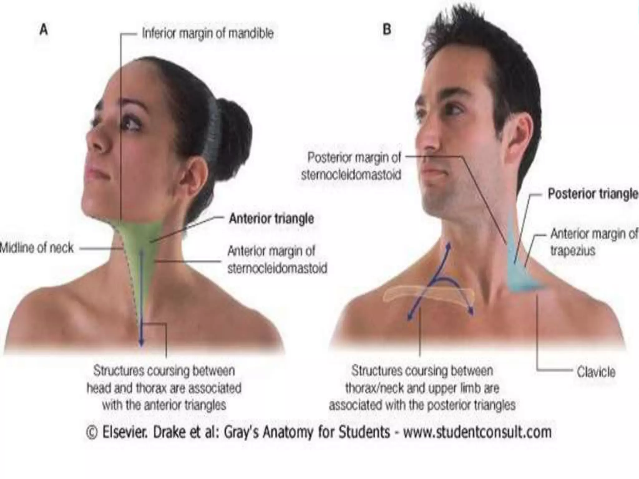 Surgical anatomy of neck | PPTX