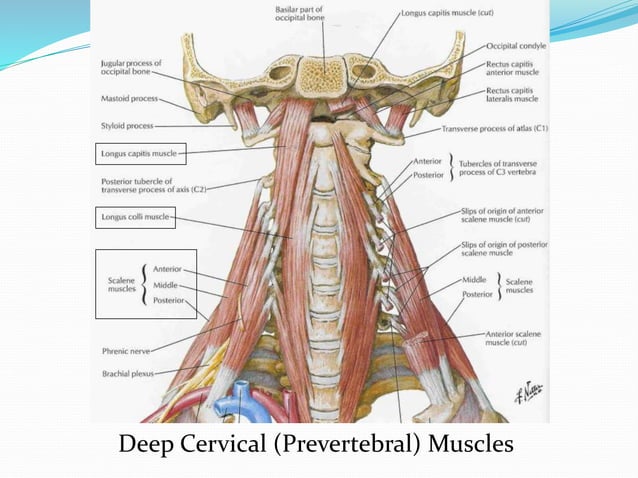 Surgical anatomy of neck | PPTX | Death, Injury, or Military Conflict ...