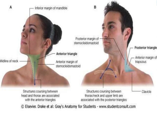 Surgical anatomy of neck | PPTX | Death, Injury, or Military Conflict ...