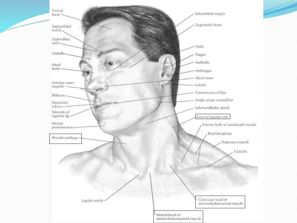Surgical Anatomy Of The Head And Neck