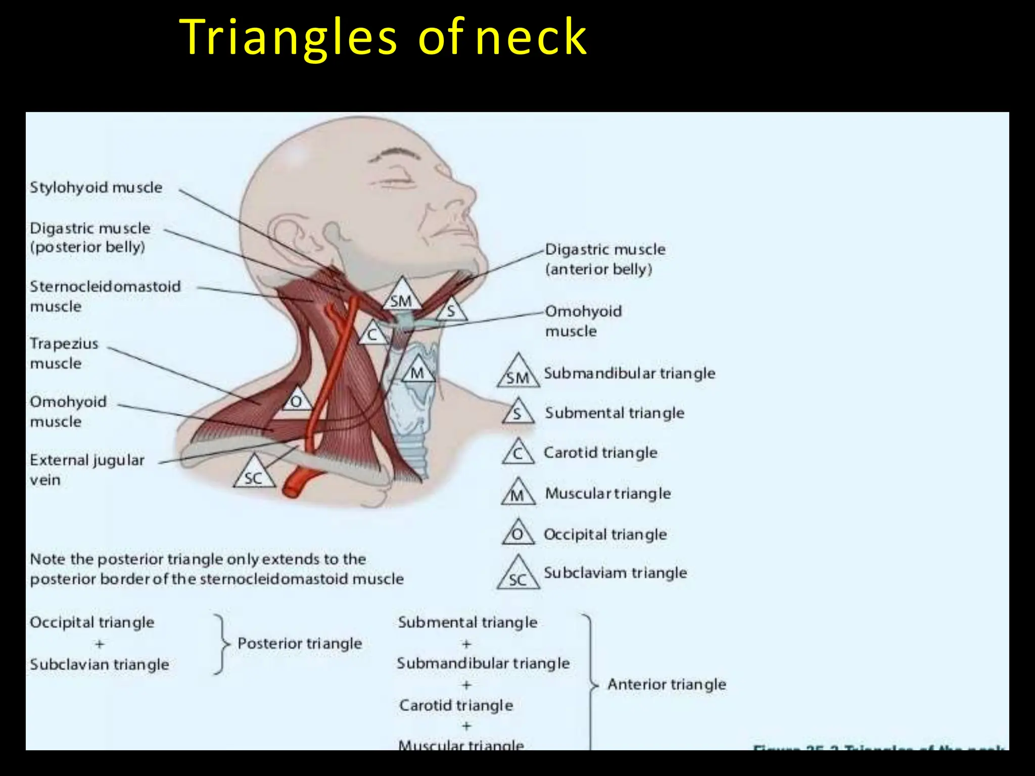 surgical anatomy of neck by Dr. SUDIN KAYASTHA.pptx | Free Download