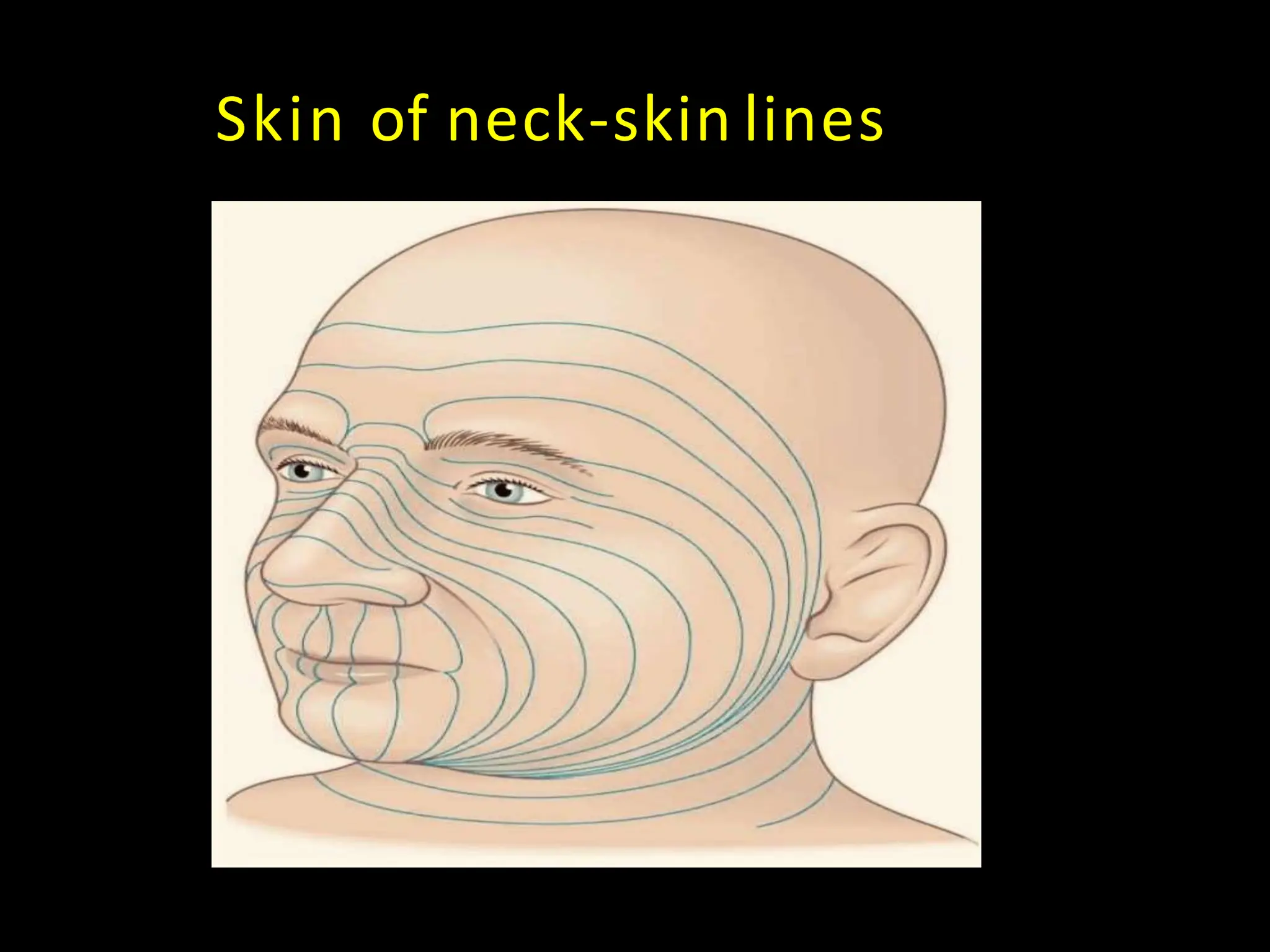 surgical anatomy of neck by Dr. SUDIN KAYASTHA.pptx