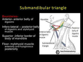 surgical anatomy of neck by Dr. SUDIN KAYASTHA.pptx