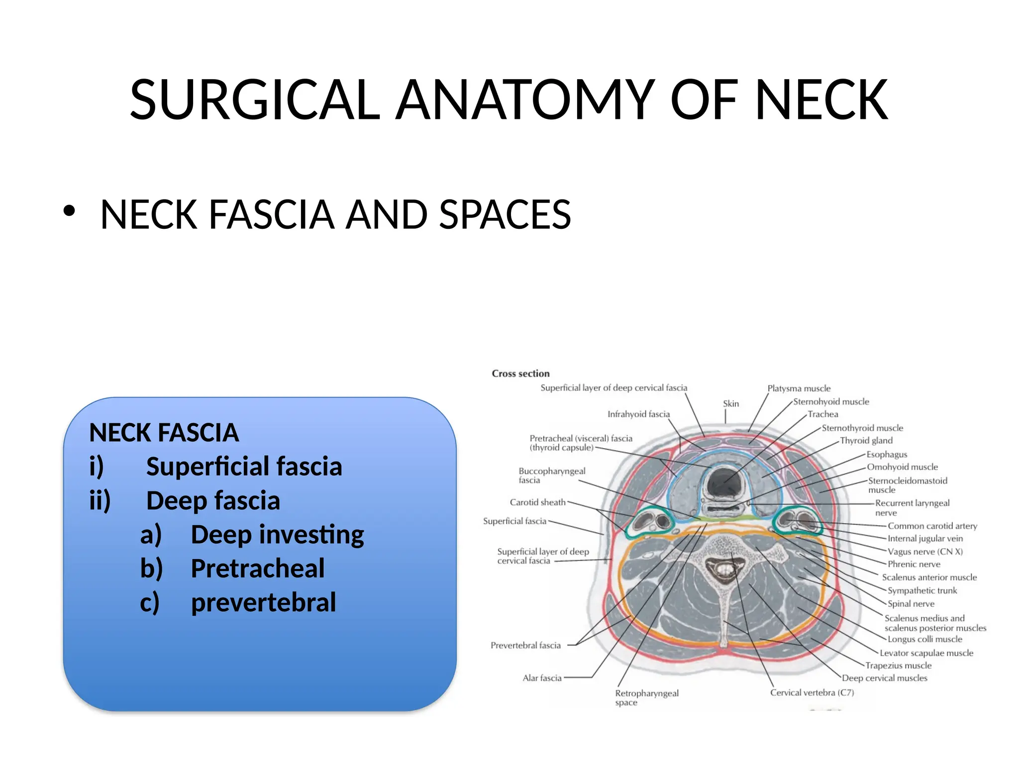 Surgical_Anatomy_of_Neck_and_Trauma_Management.pptx