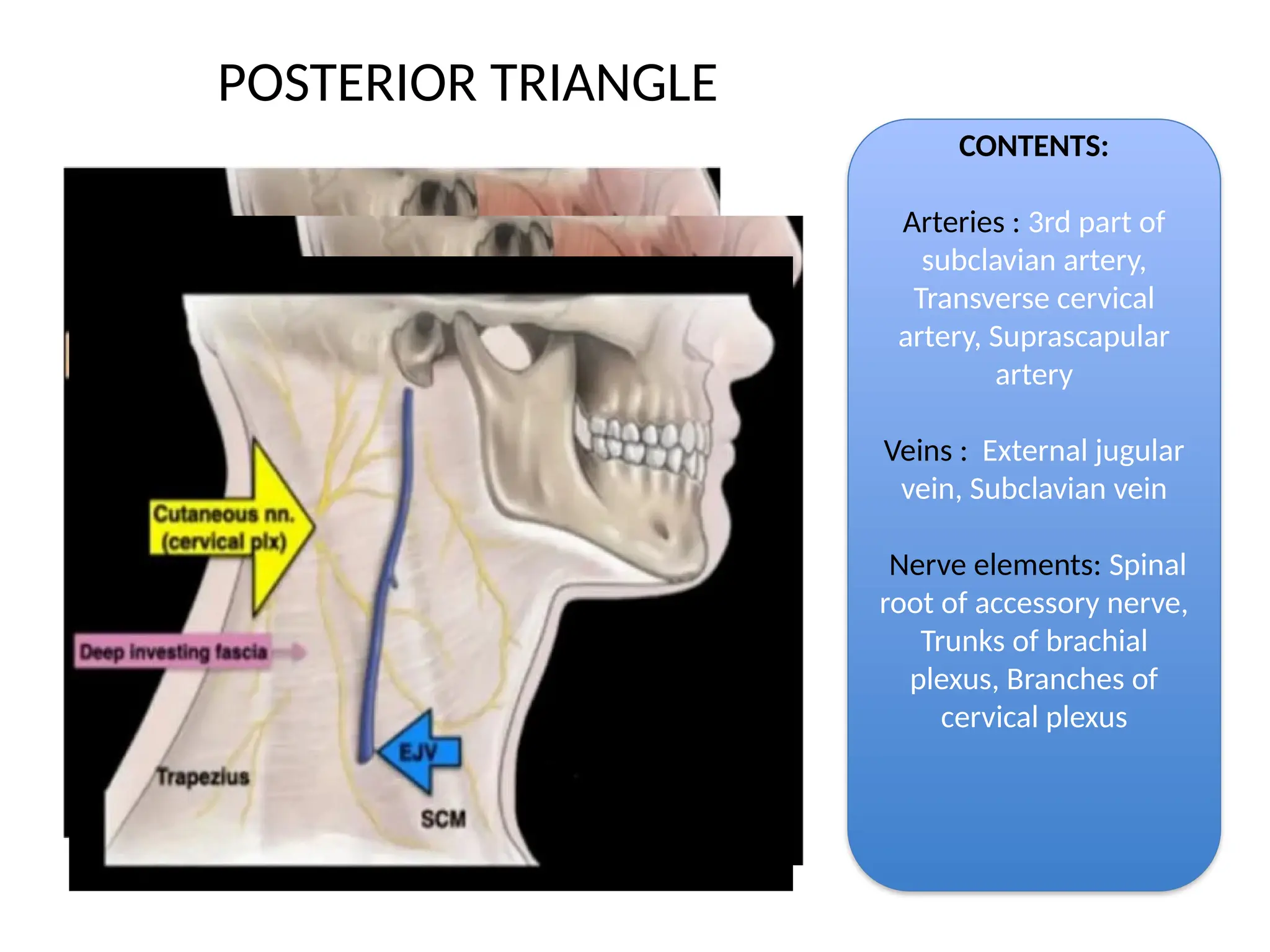 Surgical_Anatomy_of_Neck_and_Trauma_Management.pptx