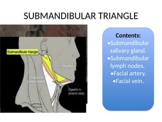 Surgical_Anatomy_of_Neck_and_Trauma_Management.pptx