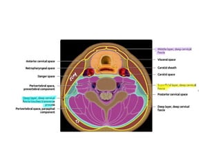 Surgical_Anatomy_of_Neck_and_Trauma_Management.pptx