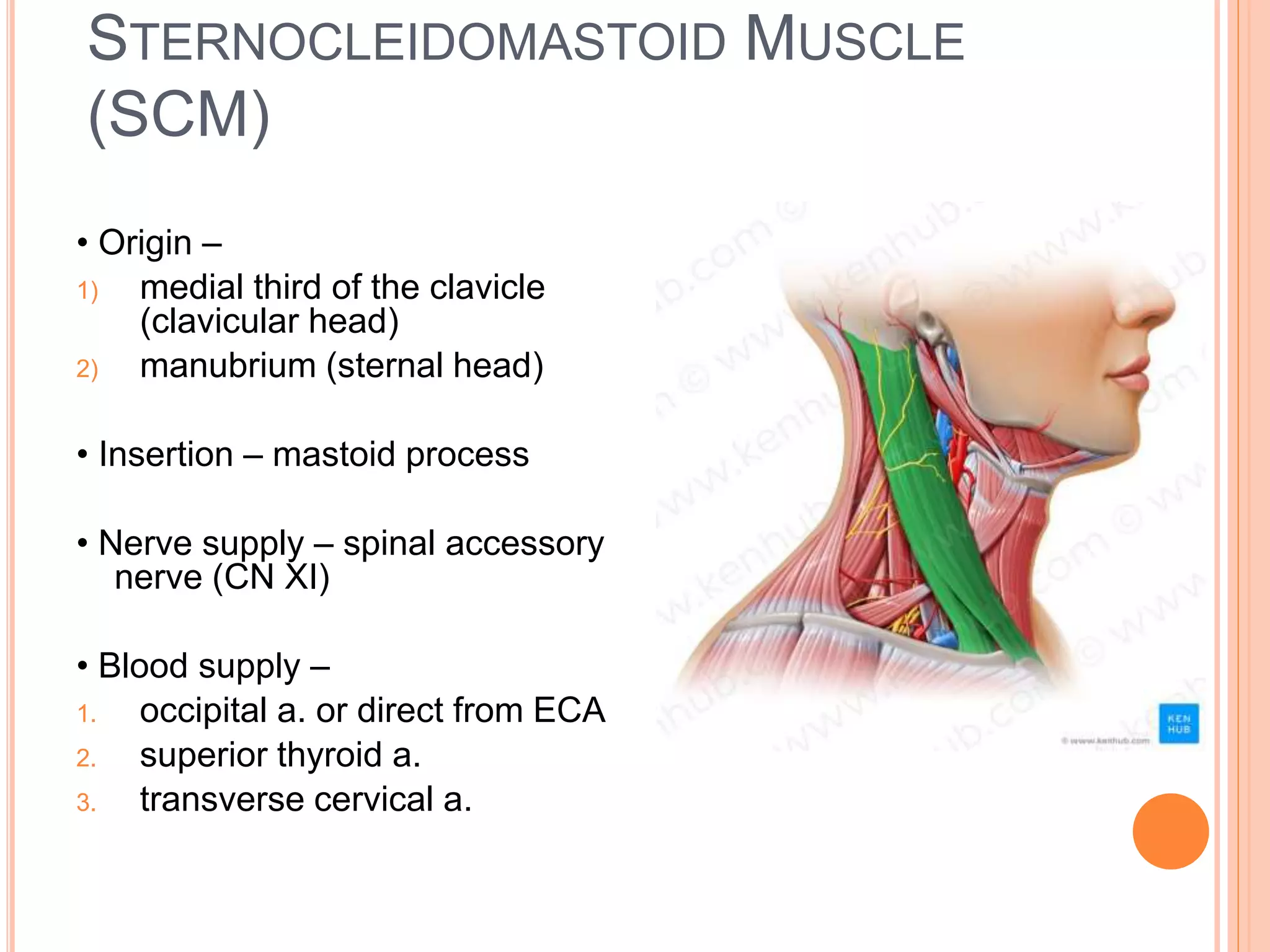 Surgical anatomy of neck and types of neck dissection | PPTX