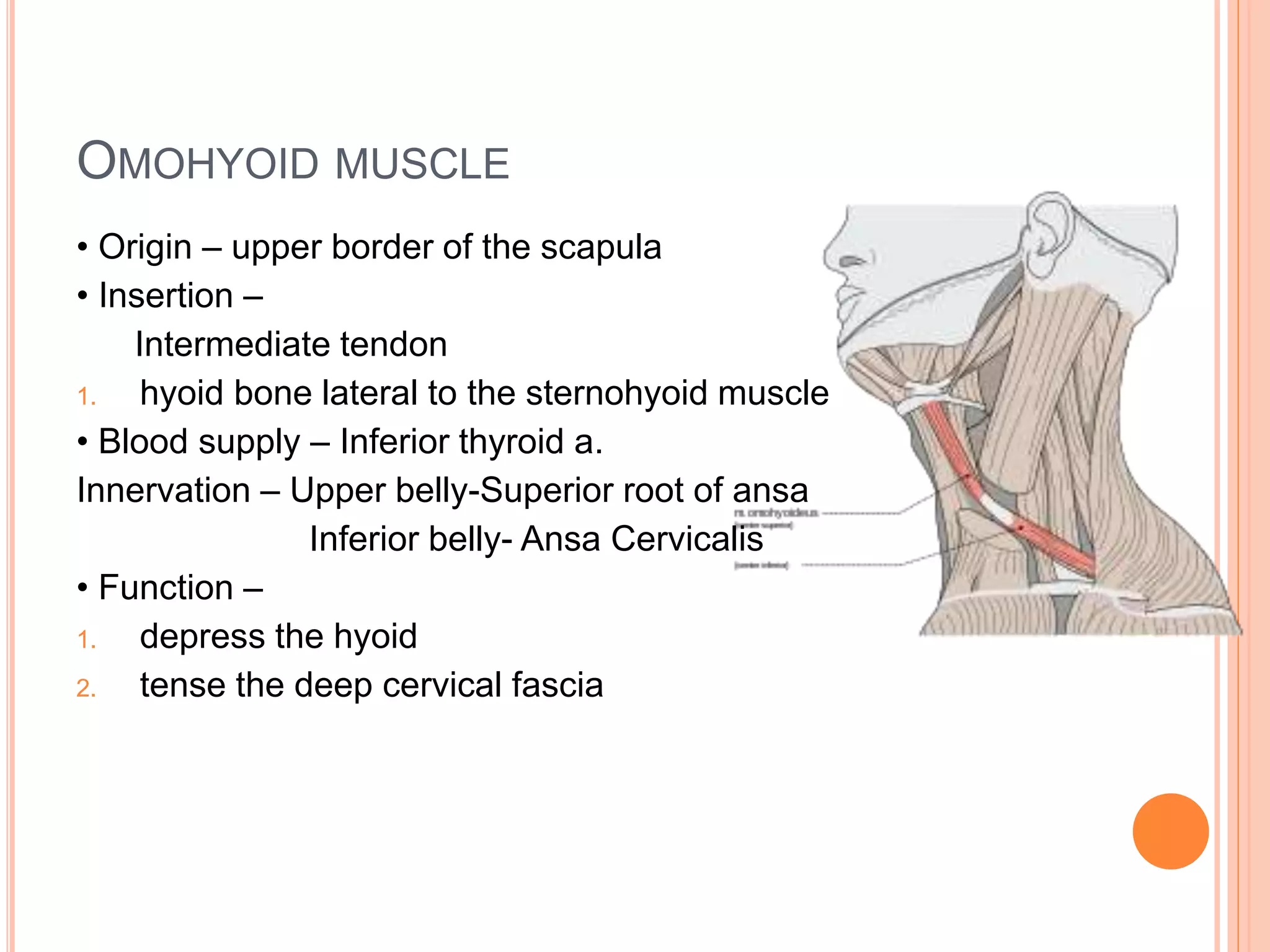 Surgical anatomy of neck and types of neck dissection | PPTX
