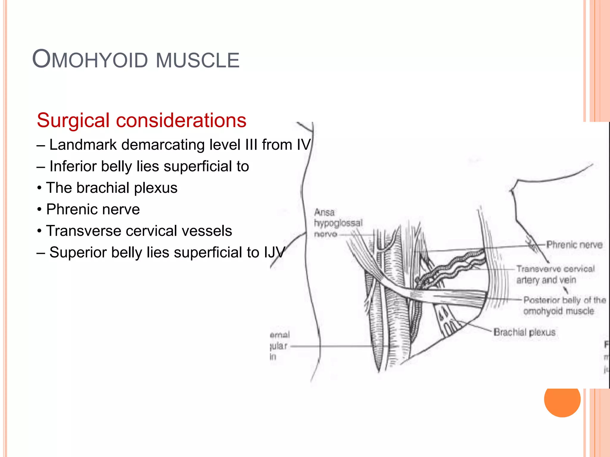 Surgical anatomy of neck and types of neck dissection | PPTX