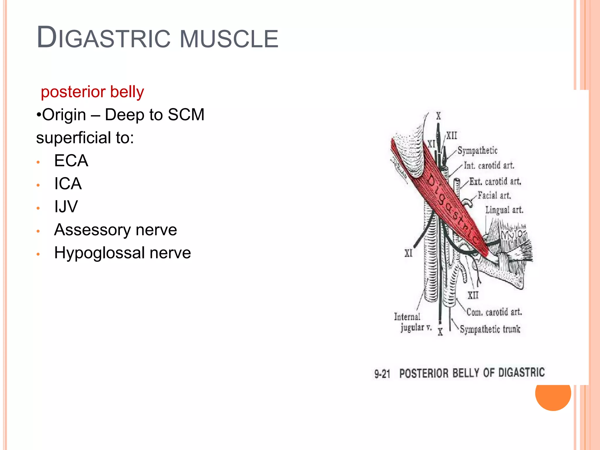 Surgical anatomy of neck and types of neck dissection | PPTX