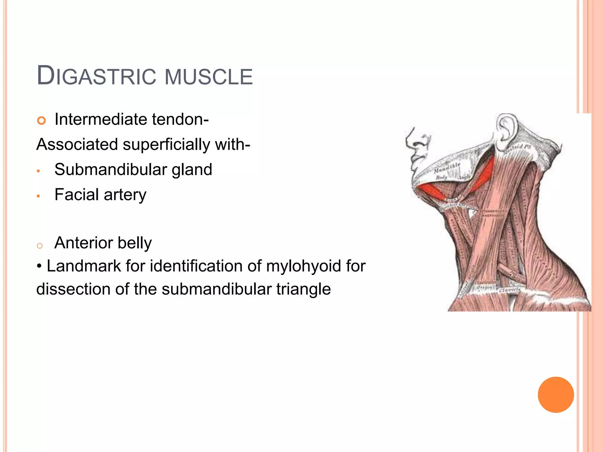 Surgical anatomy of neck and types of neck dissection | PPTX