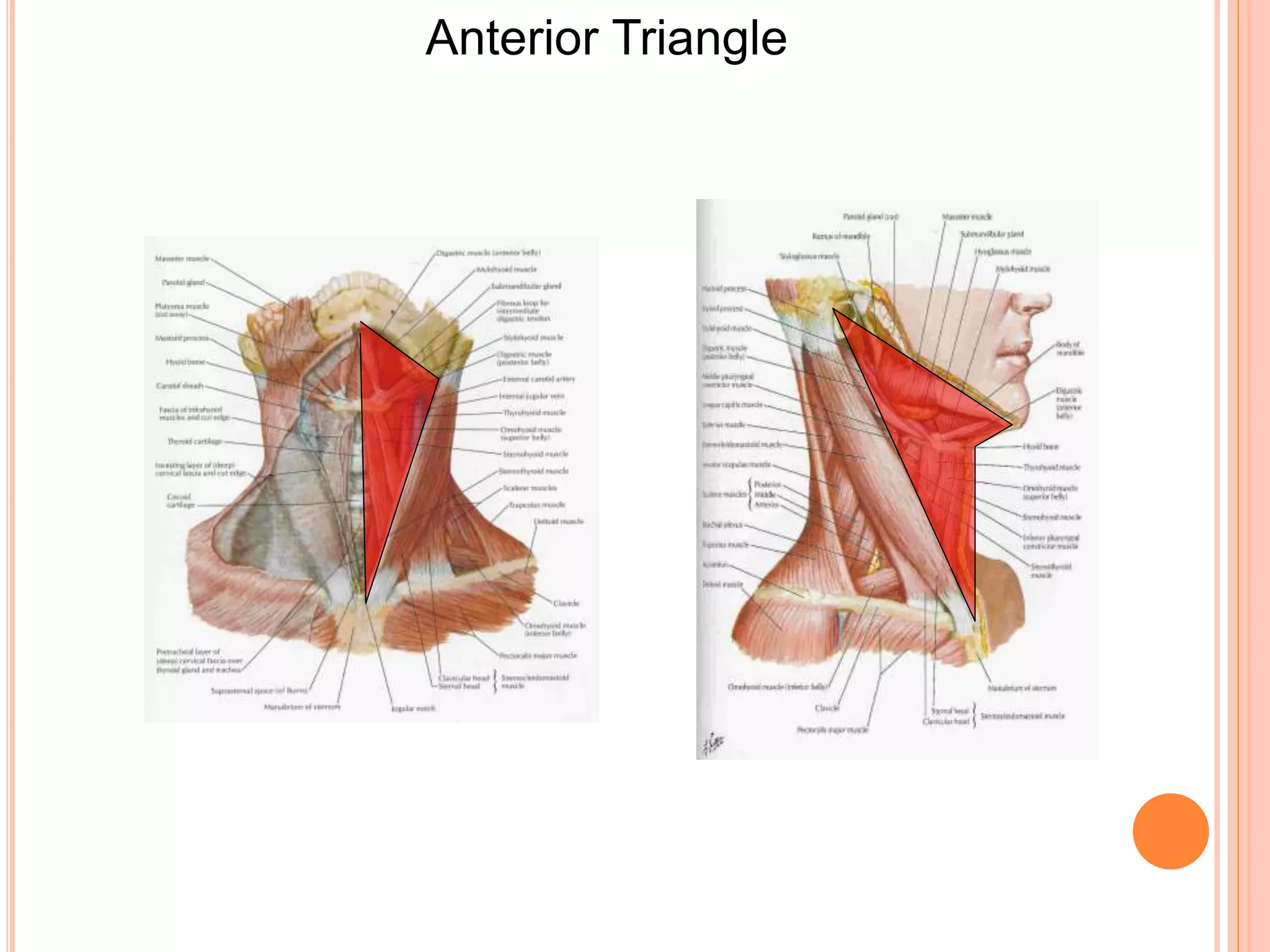 Surgical anatomy of neck and types of neck dissection | PPTX