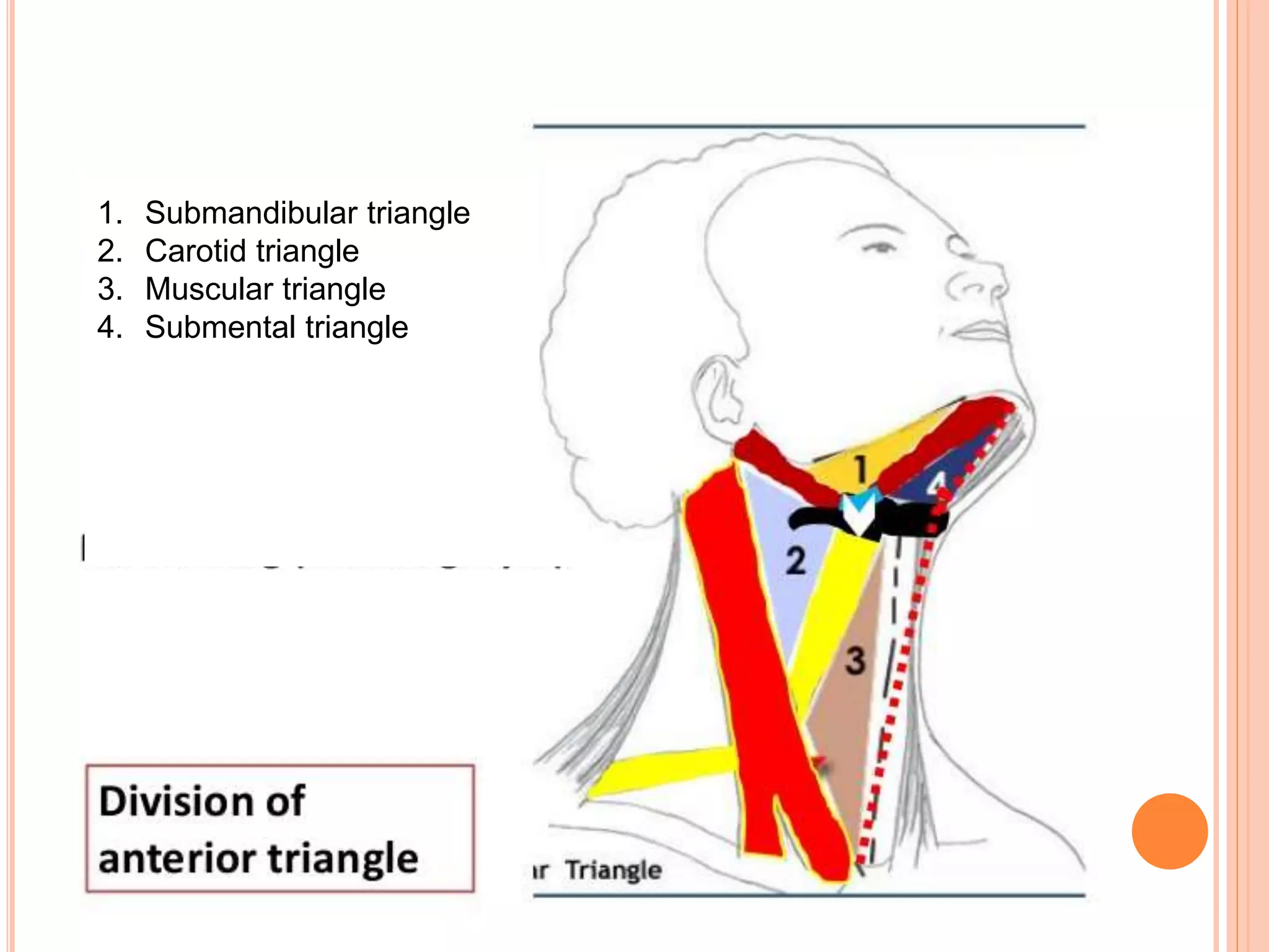 Surgical anatomy of neck and types of neck dissection | PPTX