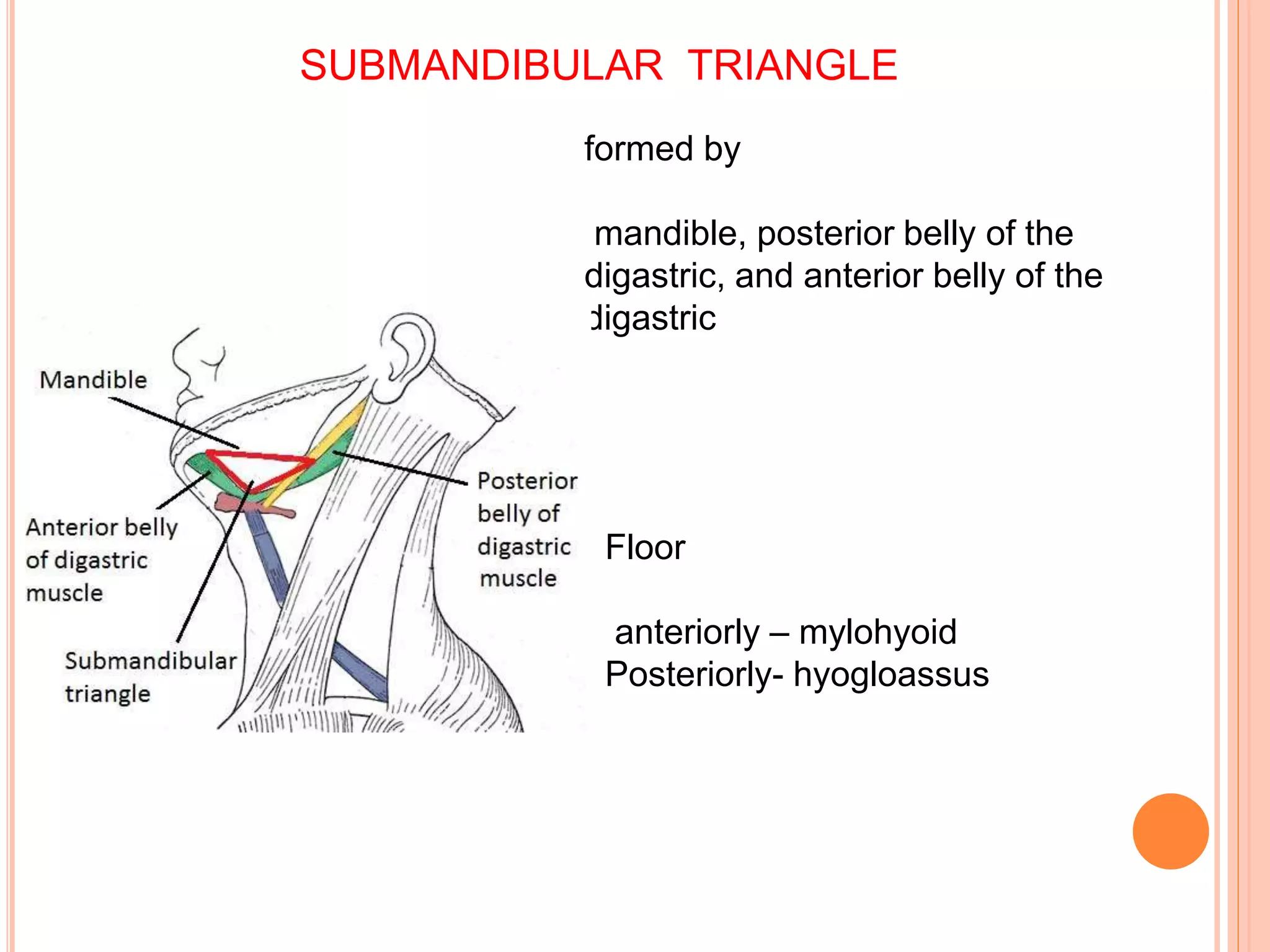 Surgical anatomy of neck and types of neck dissection | PPTX