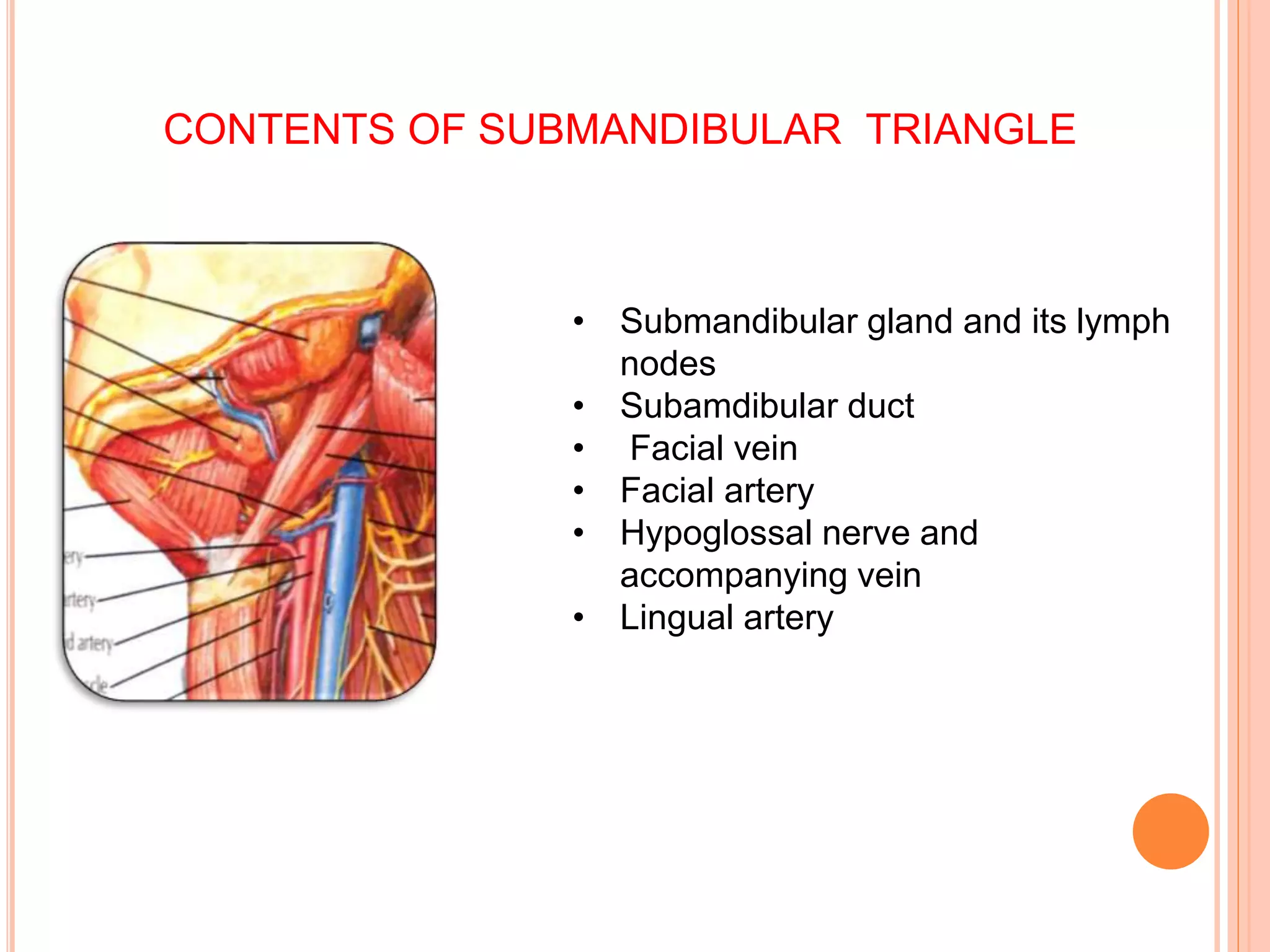 Surgical anatomy of neck and types of neck dissection | PPTX
