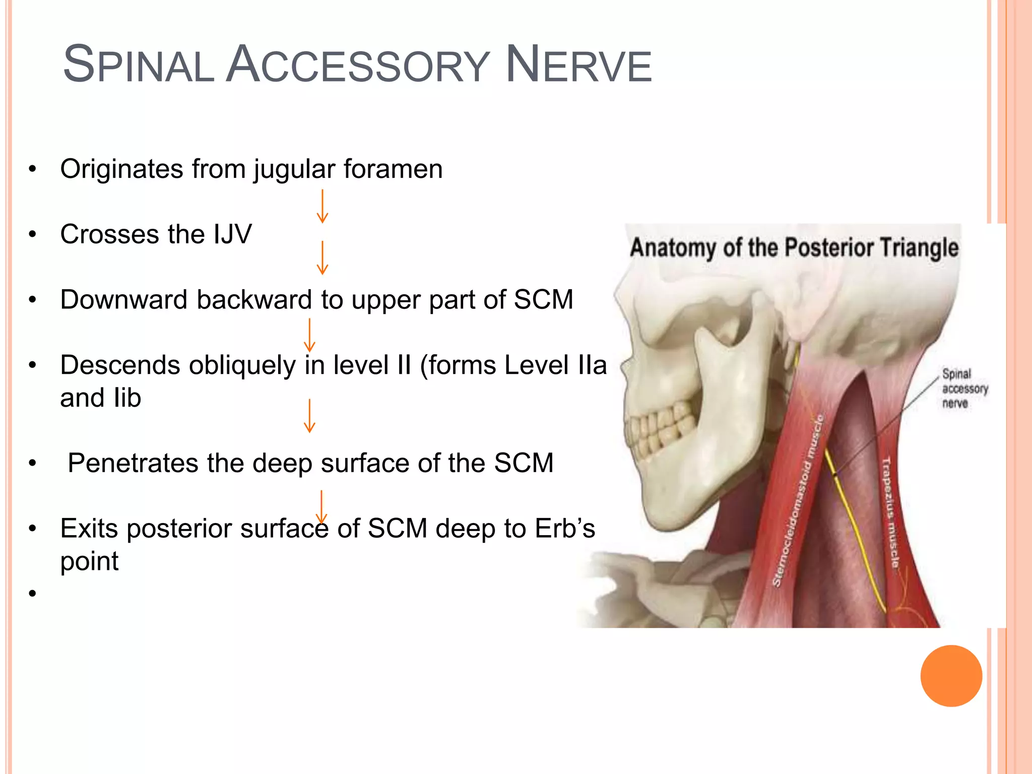 Surgical anatomy of neck and types of neck dissection | PPTX