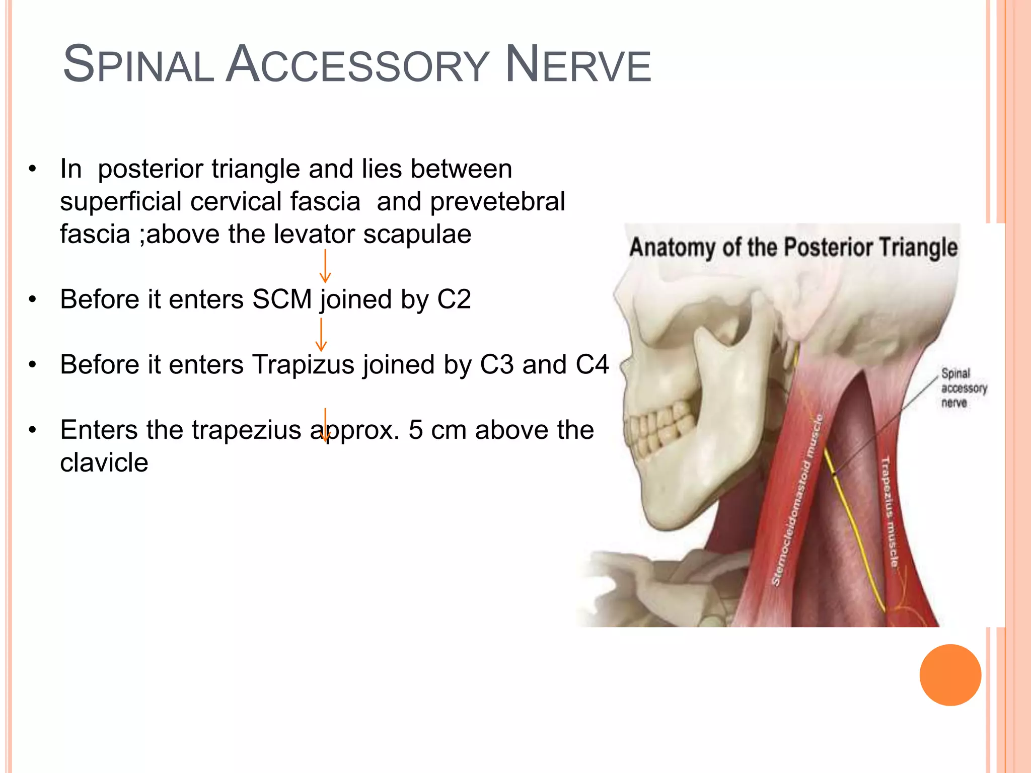 Surgical anatomy of neck and types of neck dissection | PPTX