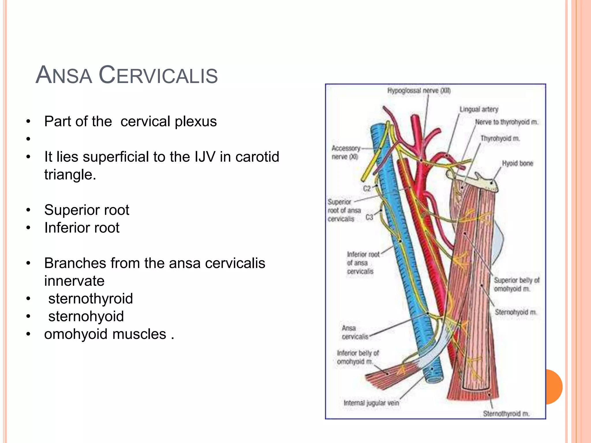 Surgical anatomy of neck and types of neck dissection | PPTX