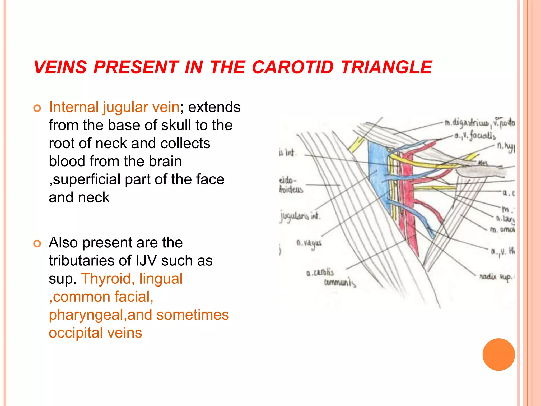 Surgical anatomy of neck and types of neck dissection | PPTX