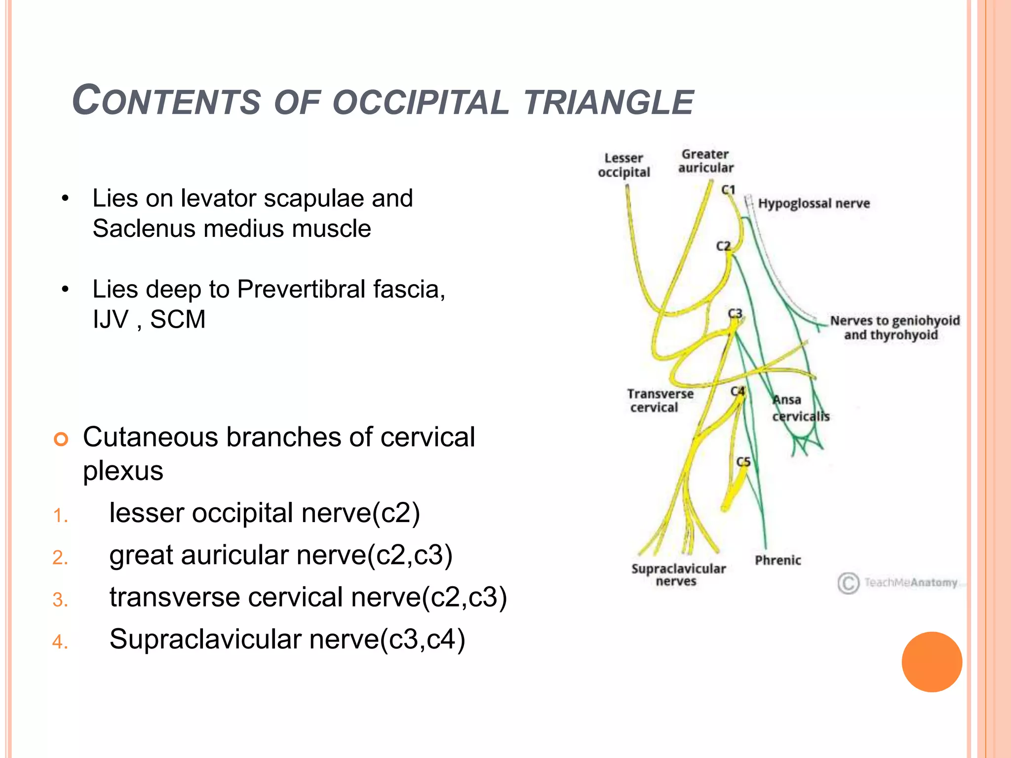 Surgical anatomy of neck and types of neck dissection | PPTX