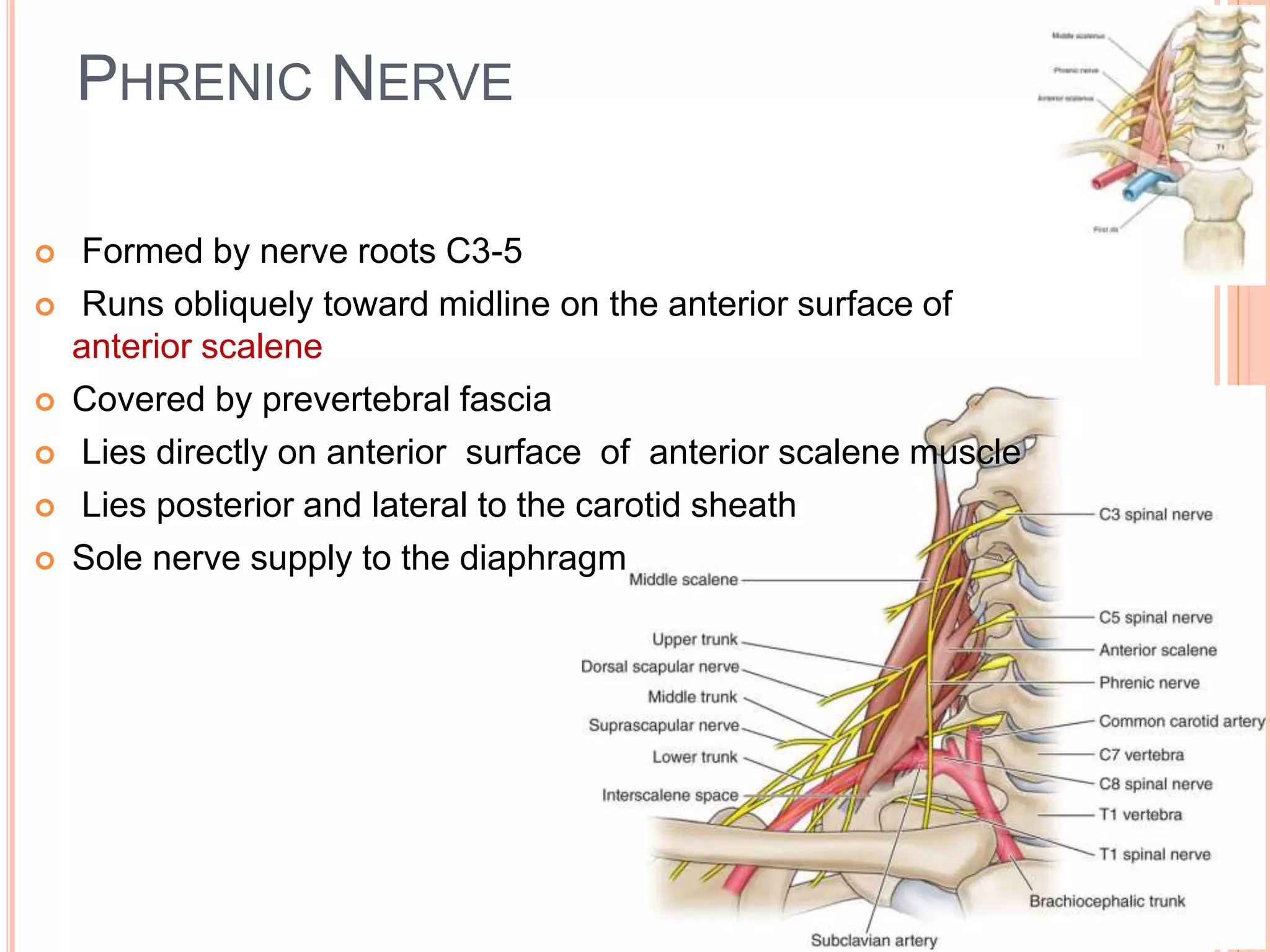 Surgical anatomy of neck and types of neck dissection | PPTX