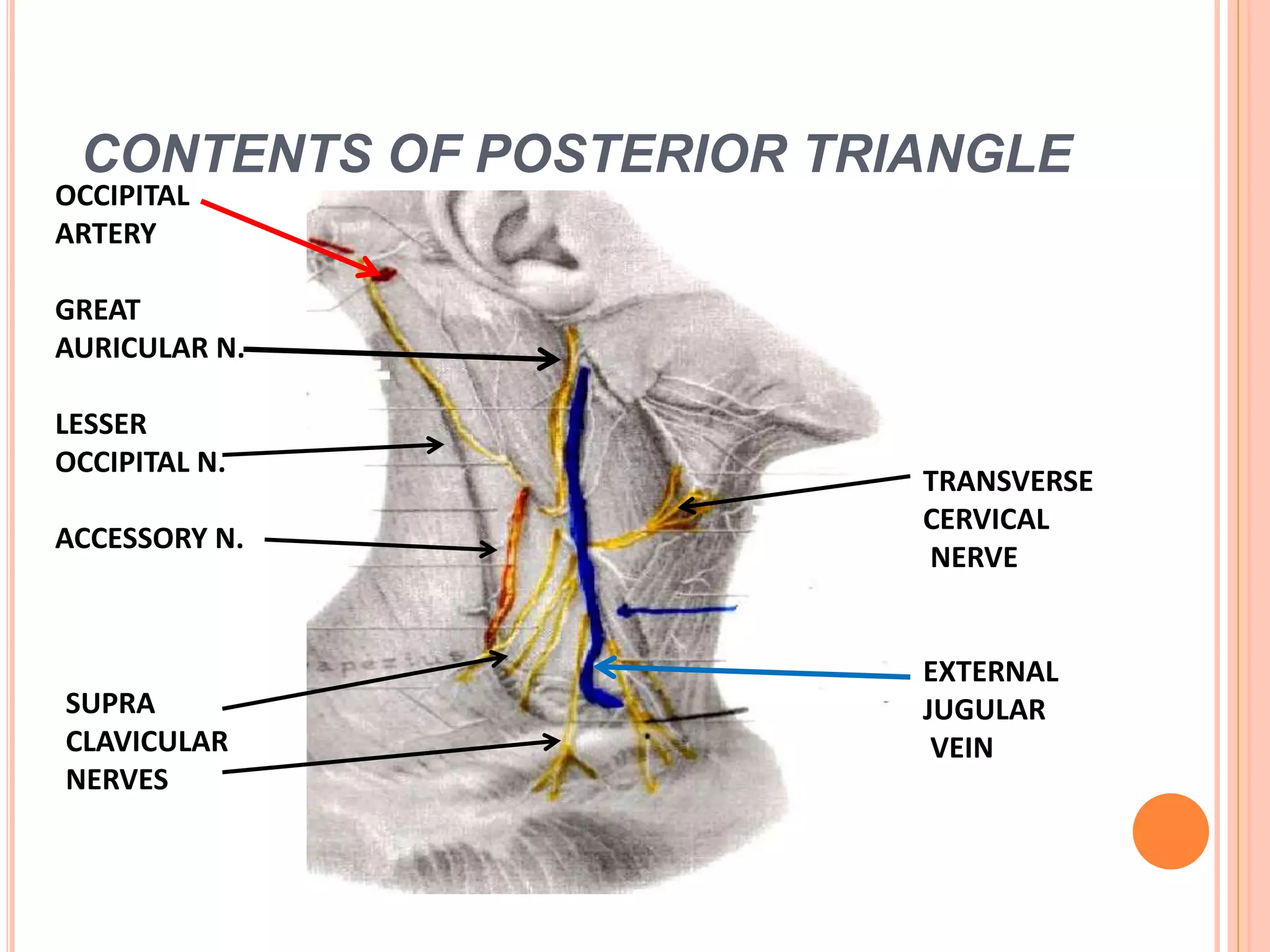 Surgical anatomy of neck and types of neck dissection | PPTX