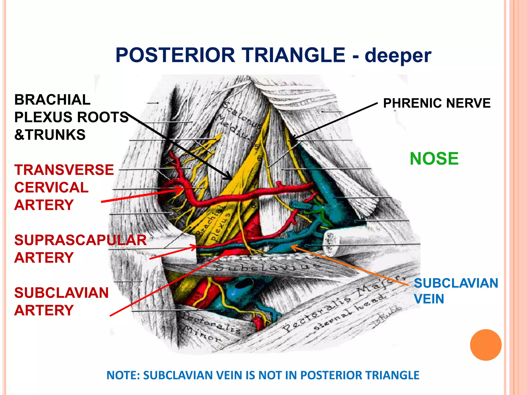 Surgical anatomy of neck and types of neck dissection | PPTX
