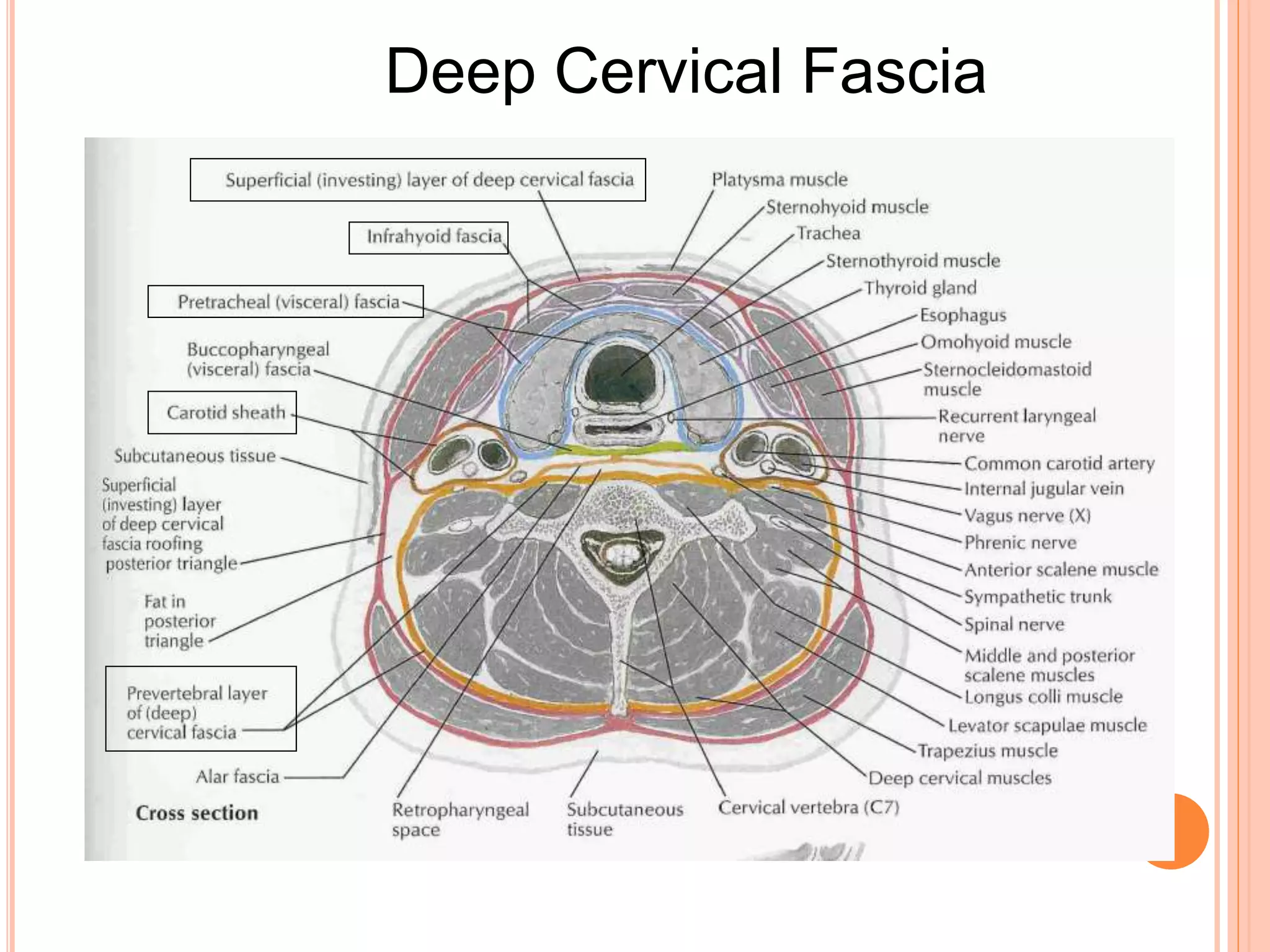 Surgical anatomy of neck and types of neck dissection | PPTX