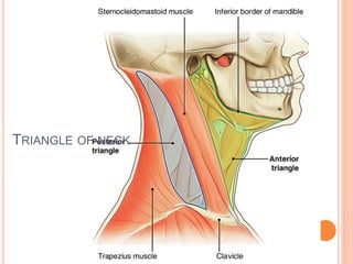Surgical anatomy of neck and types of neck dissection | PPTX