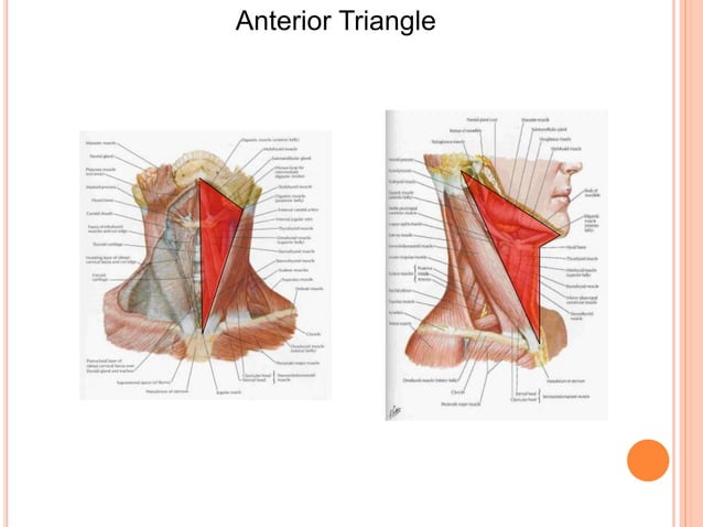 Surgical anatomy of neck and types of neck dissection | PPTX