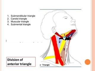 Surgical anatomy of neck and types of neck dissection | PPTX