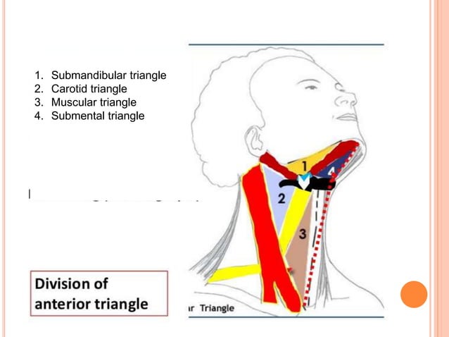 Surgical anatomy of neck and types of neck dissection | PPTX