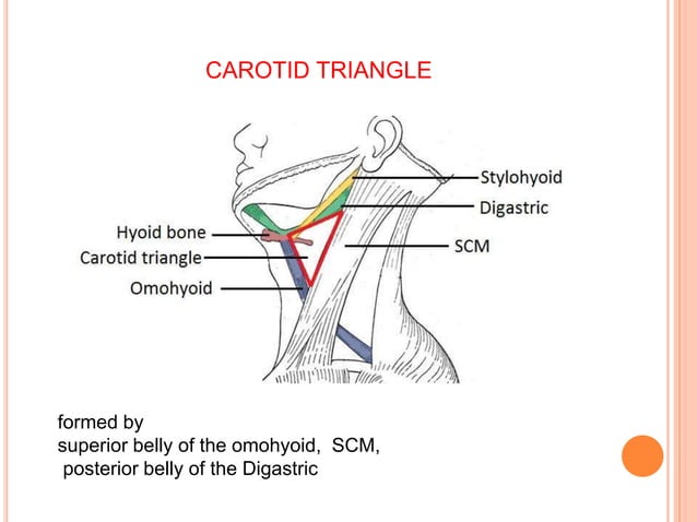 Surgical anatomy of neck and types of neck dissection | PPTX