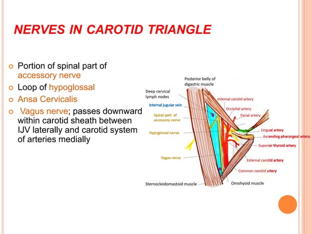 Surgical anatomy of neck and types of neck dissection | PPTX