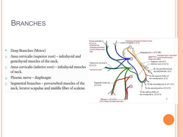 Surgical anatomy of neck and types of neck dissection | PPTX