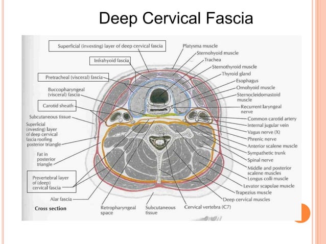 Surgical anatomy of neck and types of neck dissection | PPTX