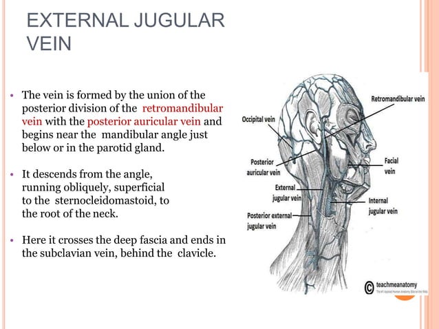 Surgical anatomy of neck and types of neck dissection | PPTX