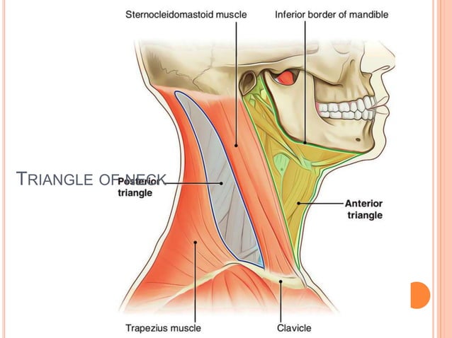 Surgical anatomy of neck and types of neck dissection | PPT