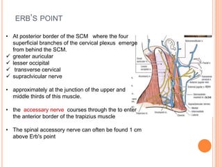 Erb Point S Anatomy