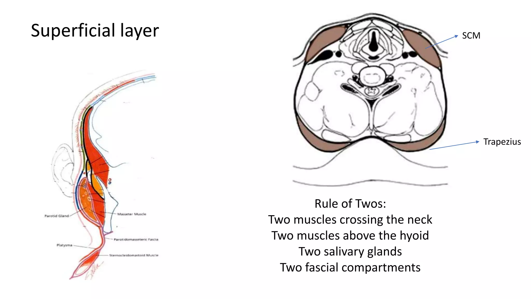 Surgical anatomy of neck | PPTX