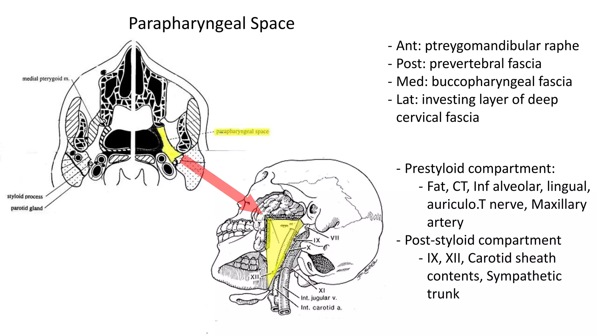 Surgical anatomy of neck | PPTX