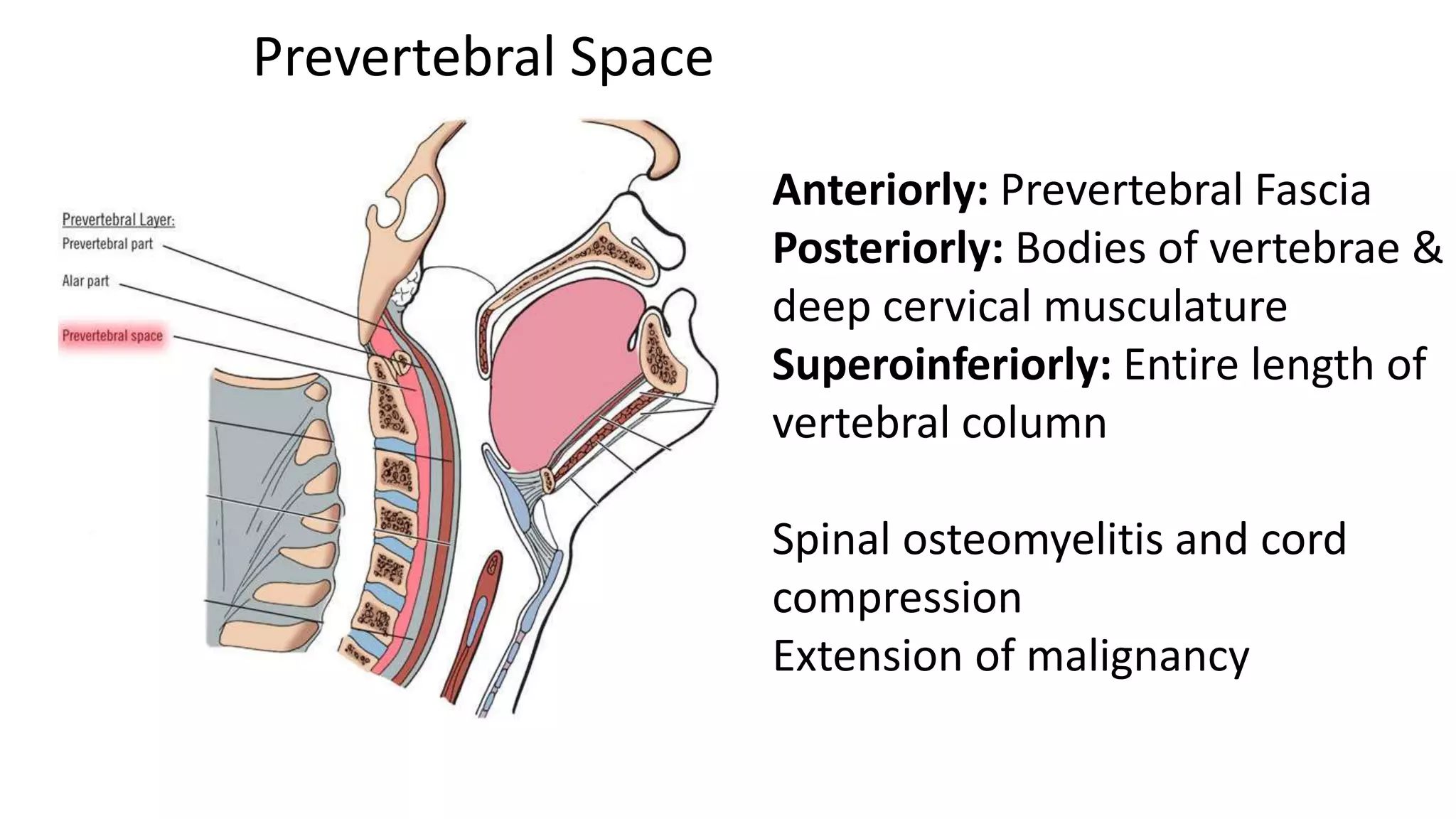 Surgical anatomy of neck | PPTX