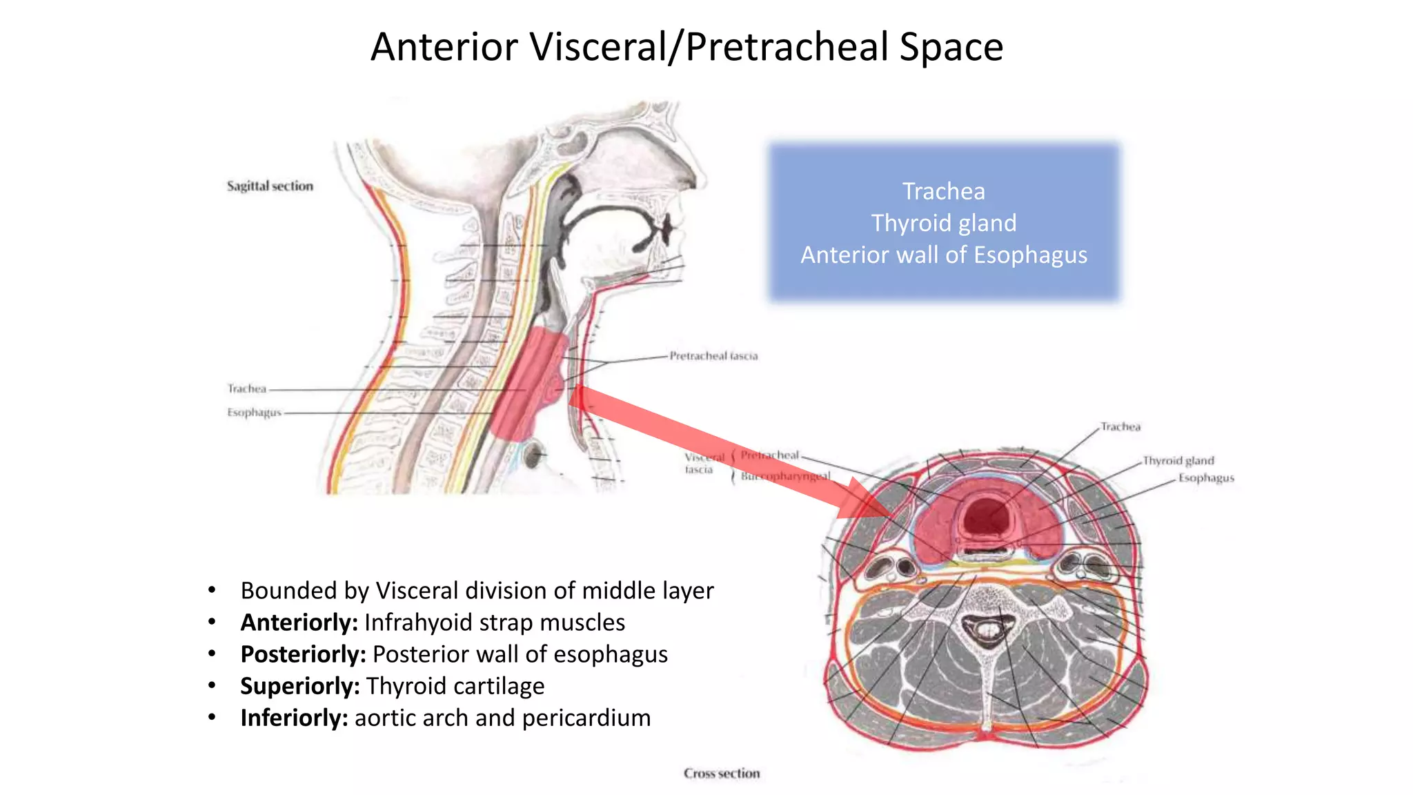 Surgical anatomy of neck | PPTX