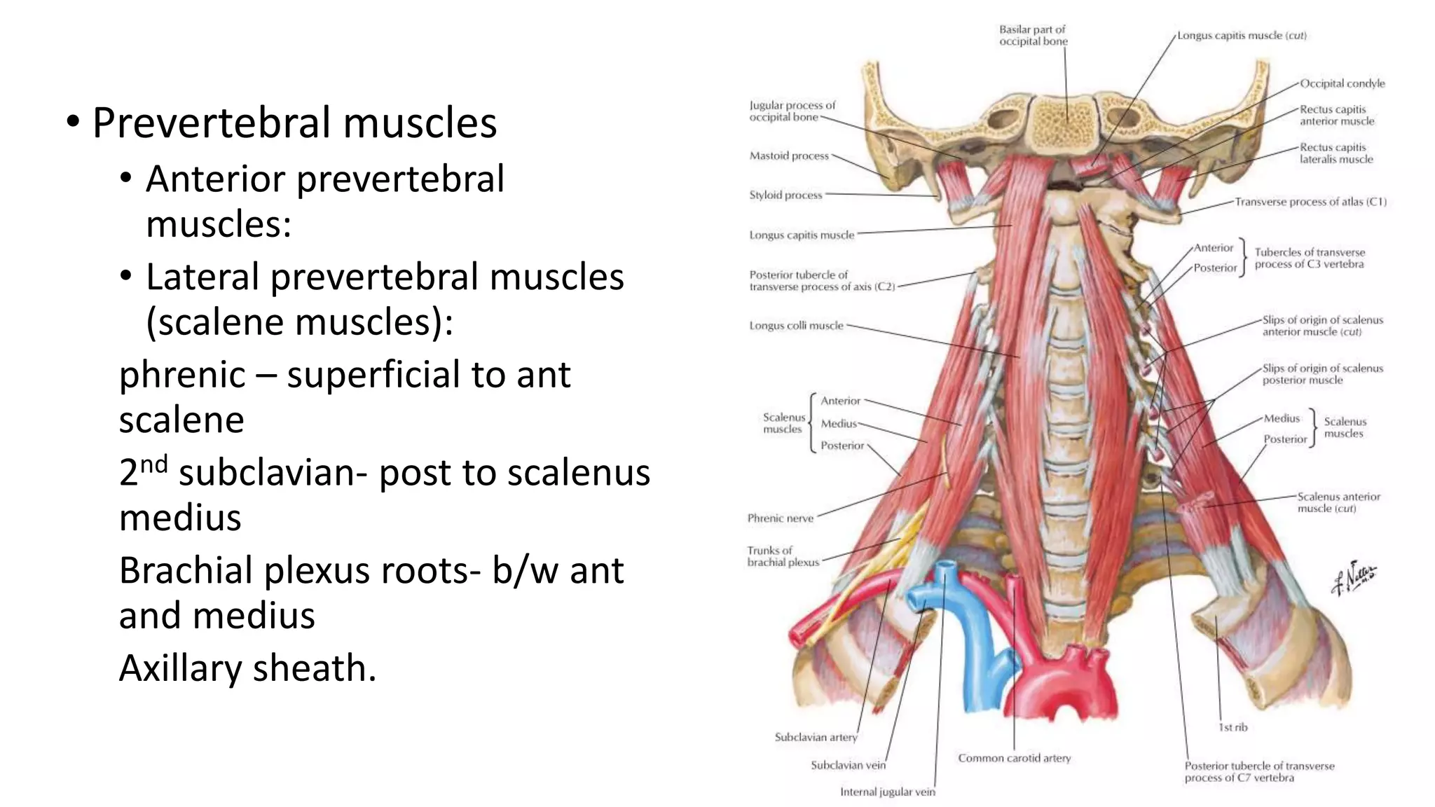 Surgical anatomy of neck | PPTX